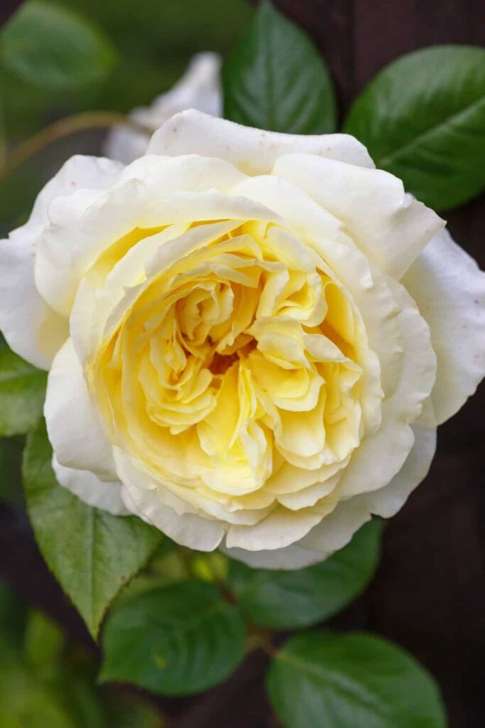 Vintage Roses: Easy Guide to Growing Old Garden Beauties - Fluxing Well