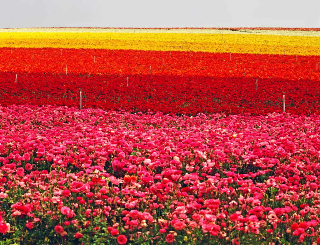27 Fun Things to do in Carlsbad, California - Fluxing Well