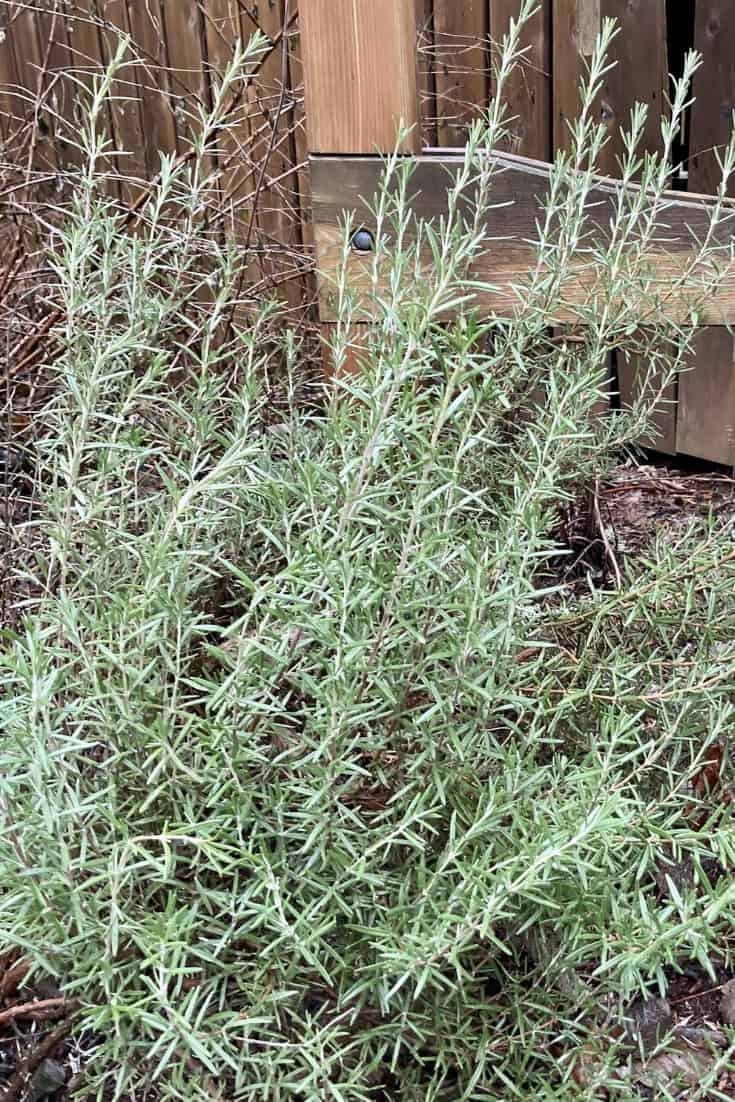 Rosemary Companion Plants (+ Some to Bypass) - Fluxing Well