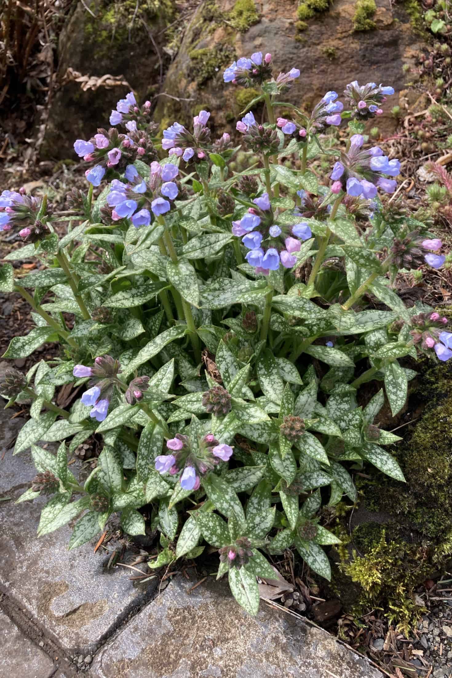 30 Easy Care Zone 8 Perennials: Foolproof Stunners for the Garden ...