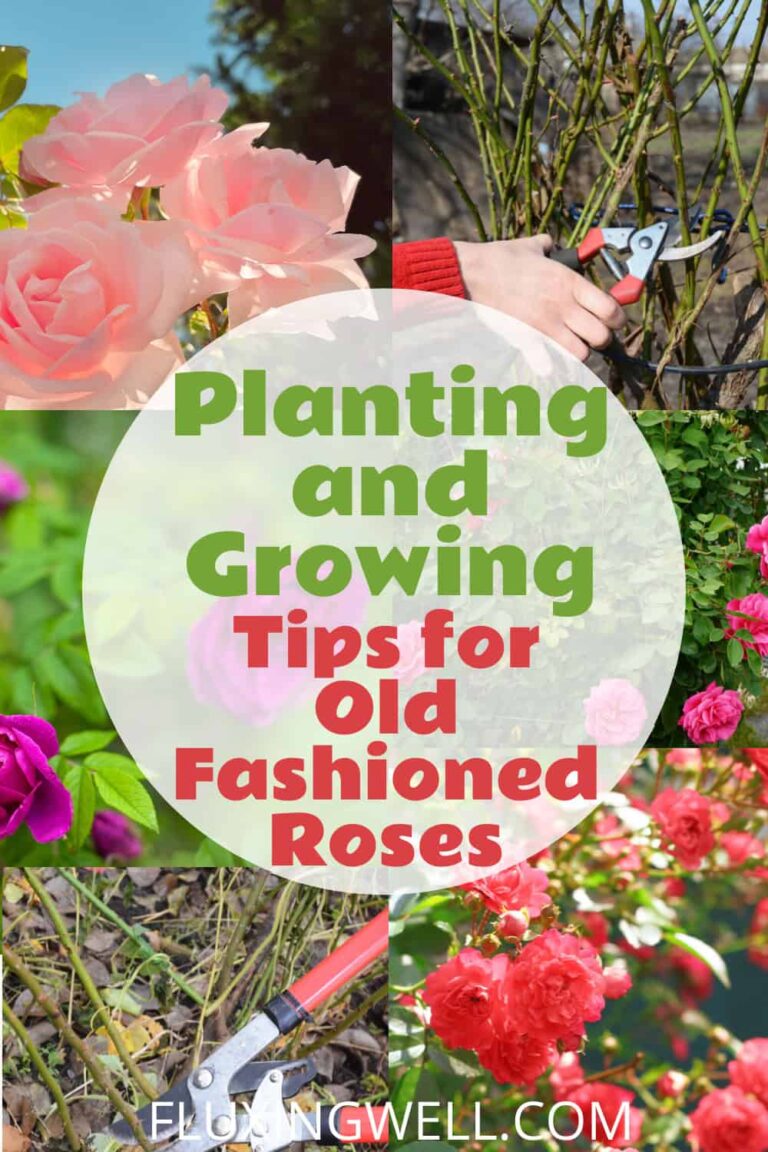 Vintage Roses: Easy Guide to Growing Old Garden Beauties - Fluxing Well