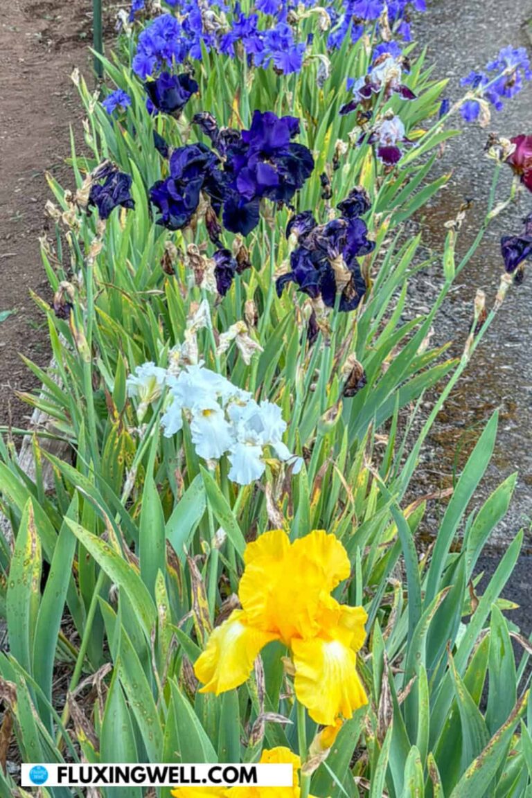 23 Deer Resistant Perennials and a Secret Deer Repellant Hack - Fluxing ...