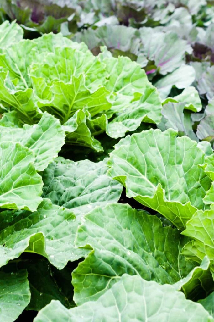 23 Collard Companion Plants (and Some to Avoid) - Fluxing Well