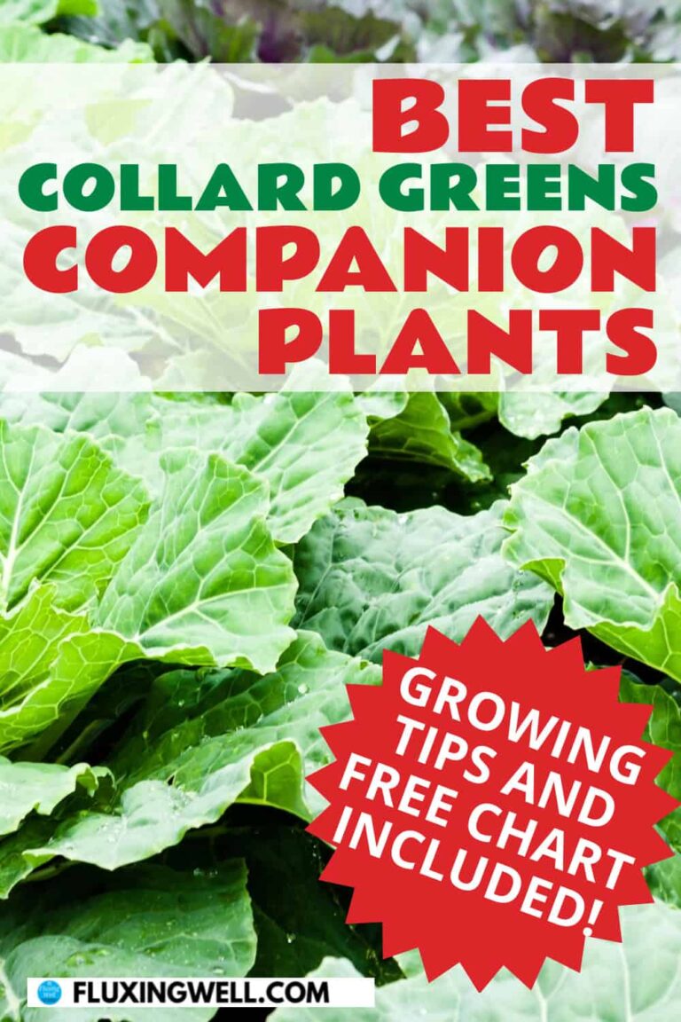 23 Collard Companion Plants (and Some to Avoid) - Fluxing Well