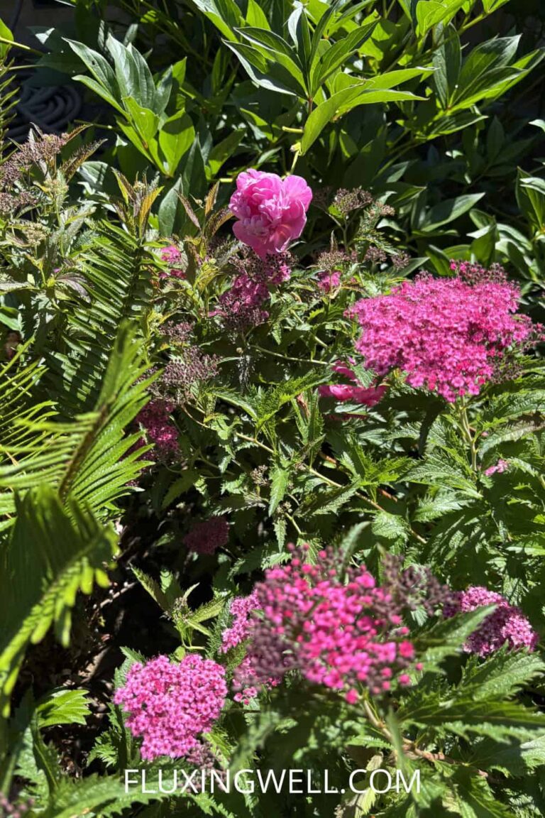 23 Spirea Companion Plants (and Some to Avoid) - Fluxing Well