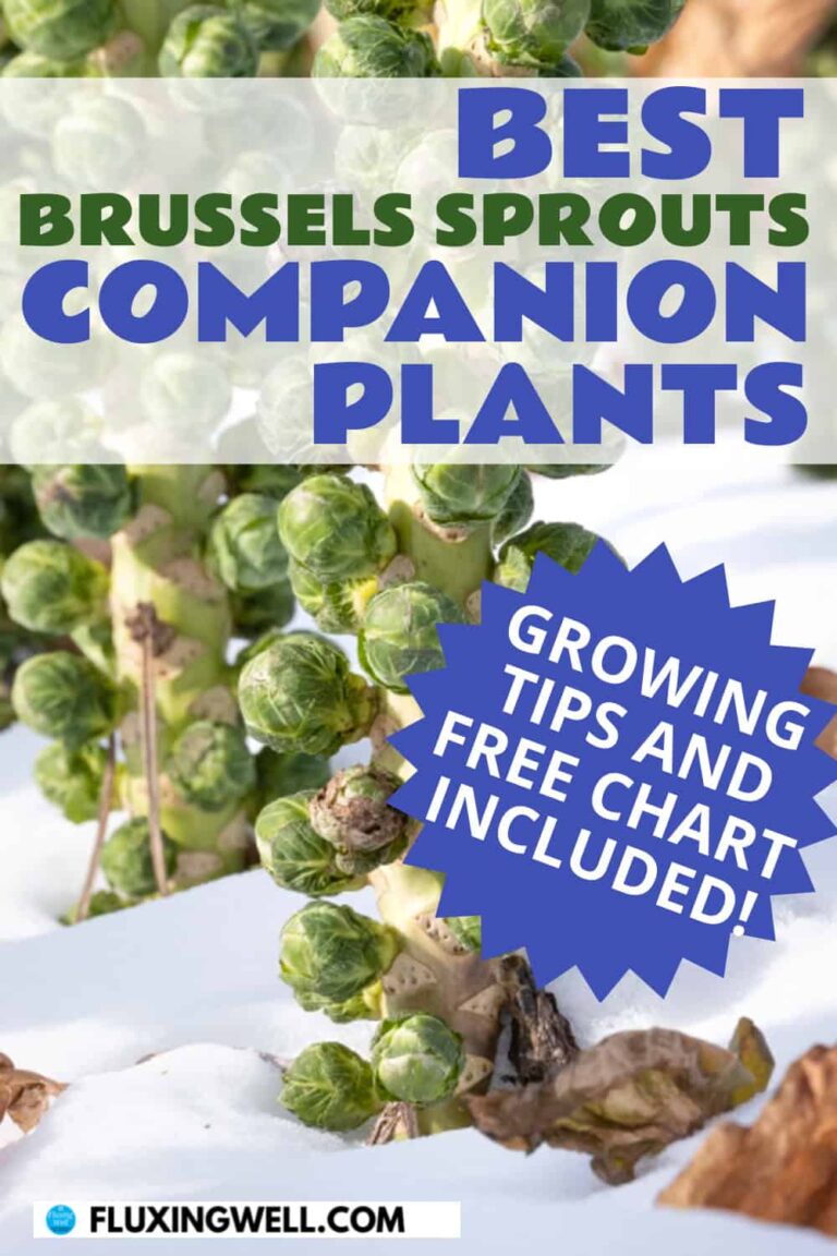 20 Brussels Sprouts Companion Plants (and Some to Avoid) - Fluxing Well