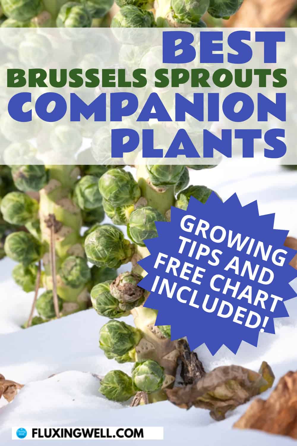 20 Brussels Sprouts Companion Plants (and Some to Avoid) - Fluxing Well
