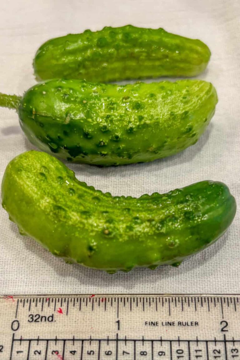 Cute Pickles: Easy Homemade Gherkins by the Pint - Fluxing Well
