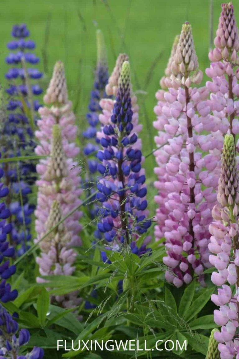 How to Harvest Lupine Seeds: The Ultimate Guide - Fluxing Well