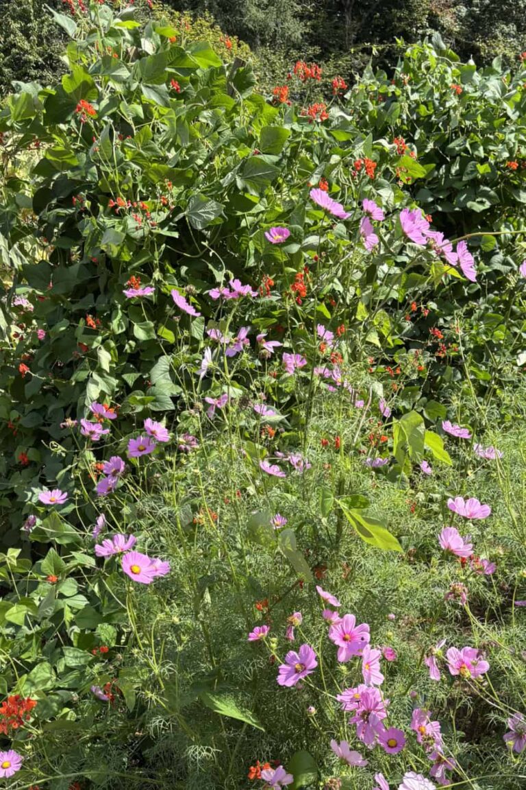 32 Cosmos Companion Plants (Plus Some to Avoid) - Fluxing Well