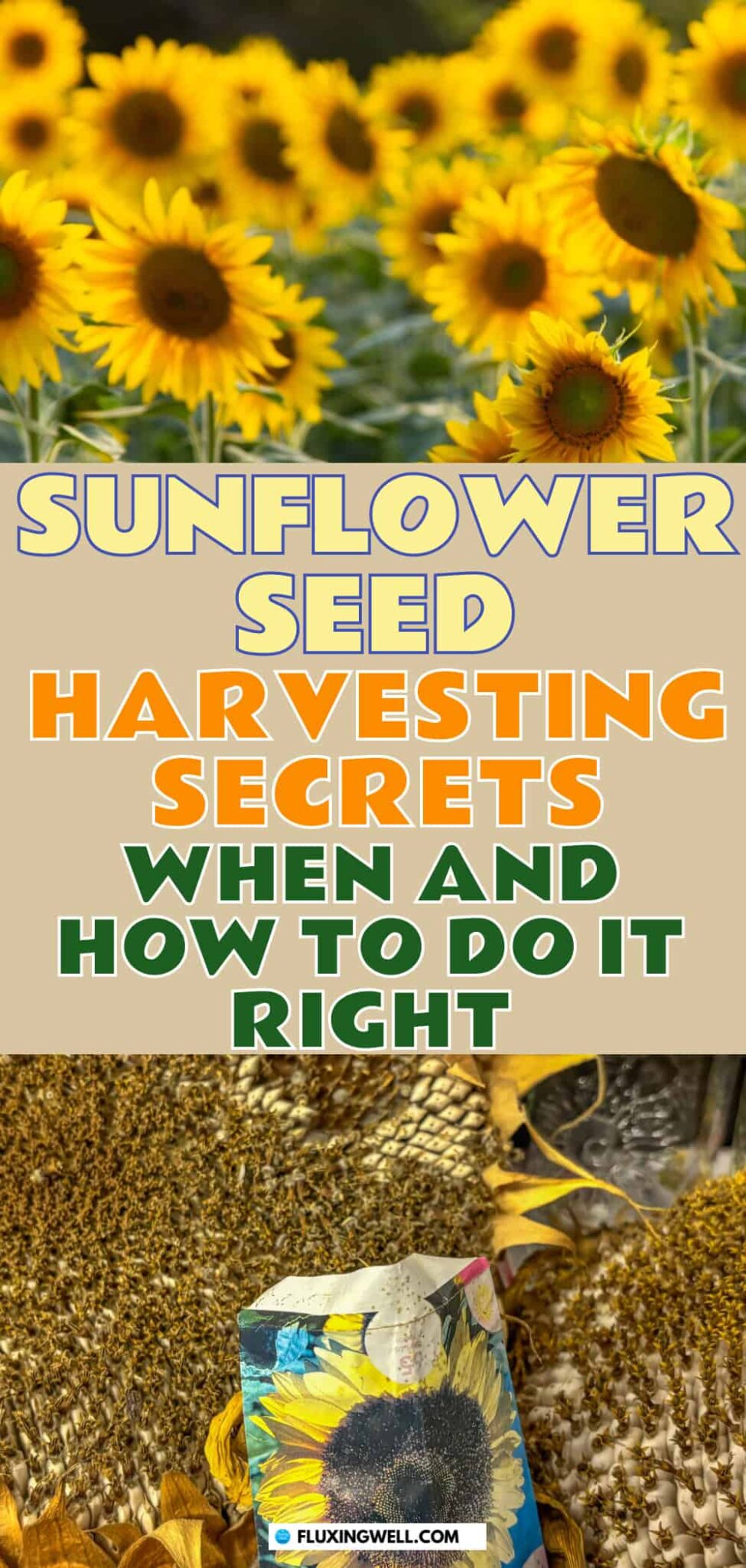 Saving Sunflower Seeds: Easy Guide for Busy Gardeners - Fluxing Well