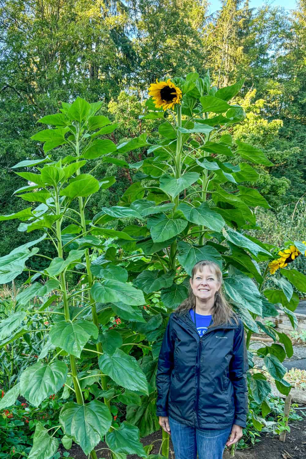 Saving Sunflower Seeds: Easy Guide for Busy Gardeners - Fluxing Well