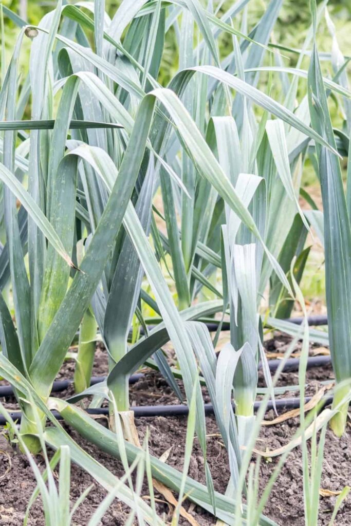 17 Leek Companion Plants (and Some to Avoid) - Fluxing Well