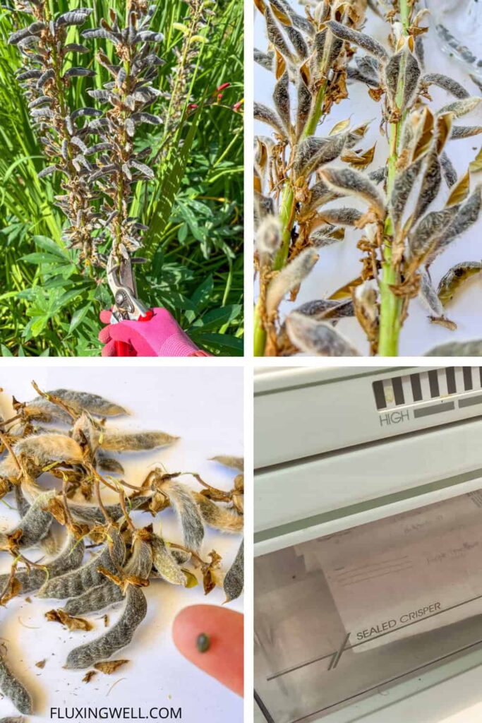 Seed Exchange Library: Easy DIY Ideas - Fluxing Well