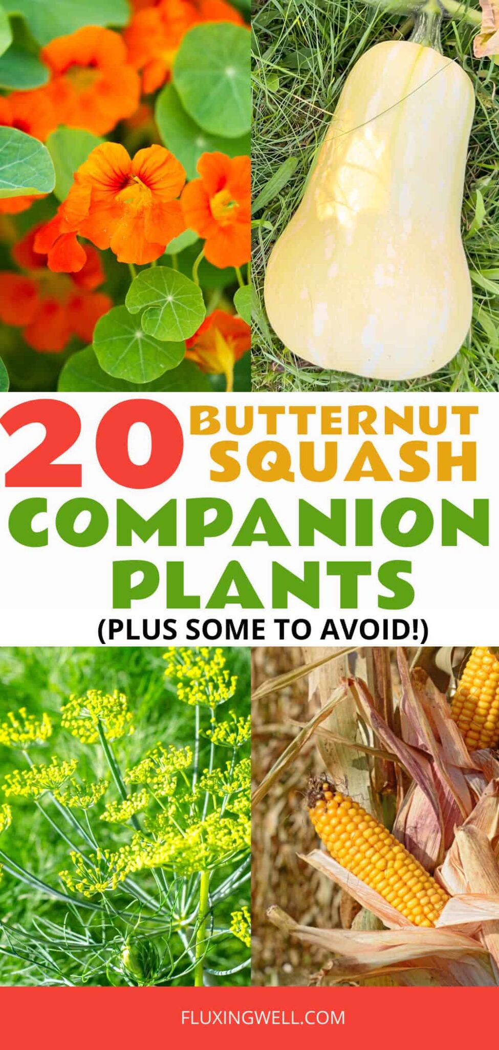 20 Butternut Squash Companion Plants (and Some to Avoid) - Fluxing Well