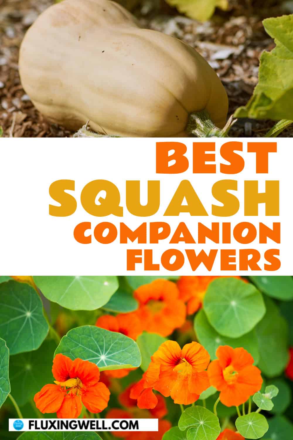 20 Butternut Squash Companion Plants (and Some to Avoid) - Fluxing Well