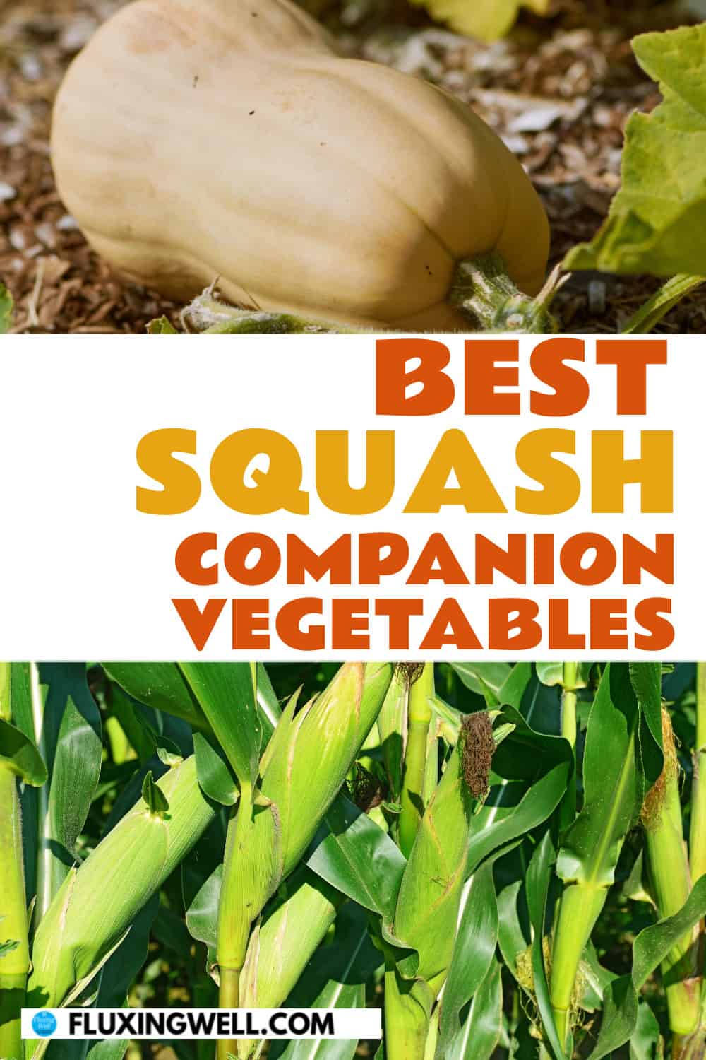 20 Butternut Squash Companion Plants (and Some to Avoid) - Fluxing Well