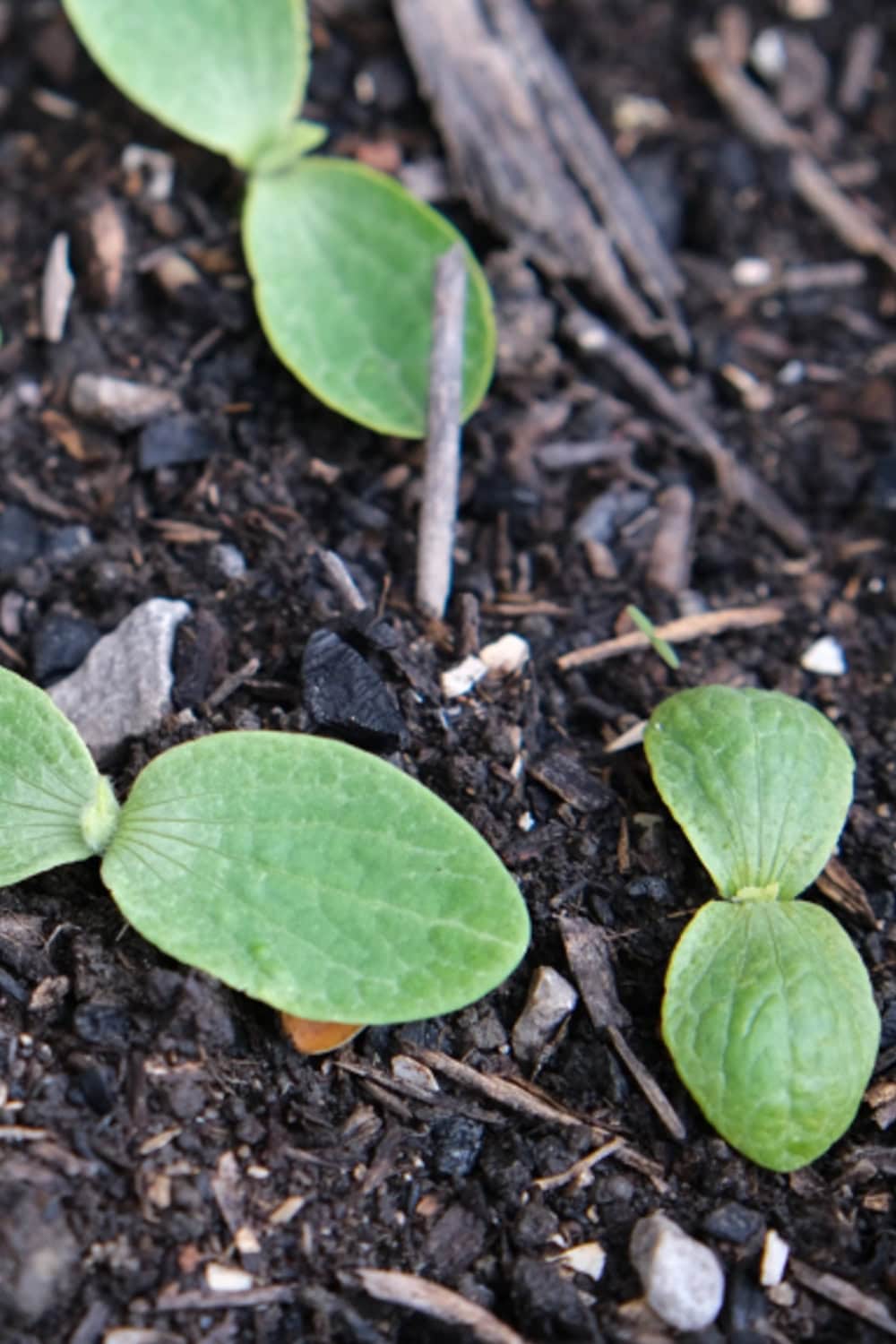 20 Butternut Squash Companion Plants (and Some to Avoid) - Fluxing Well