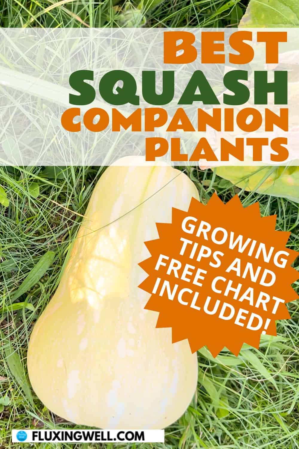 20 Butternut Squash Companion Plants (and Some to Avoid) - Fluxing Well