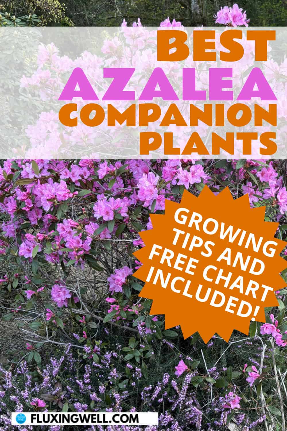 18 Azalea Companion Plants (and Some to Avoid) - Fluxing Well