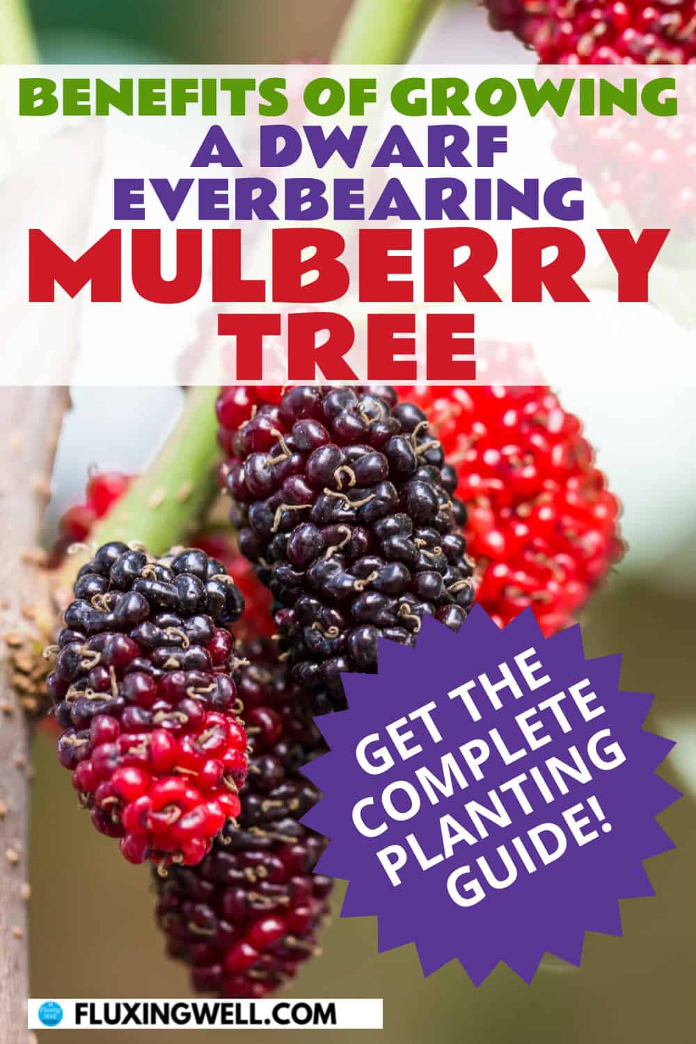 Planting a Dwarf Everbearing Mulberry Tree - Fluxing Well