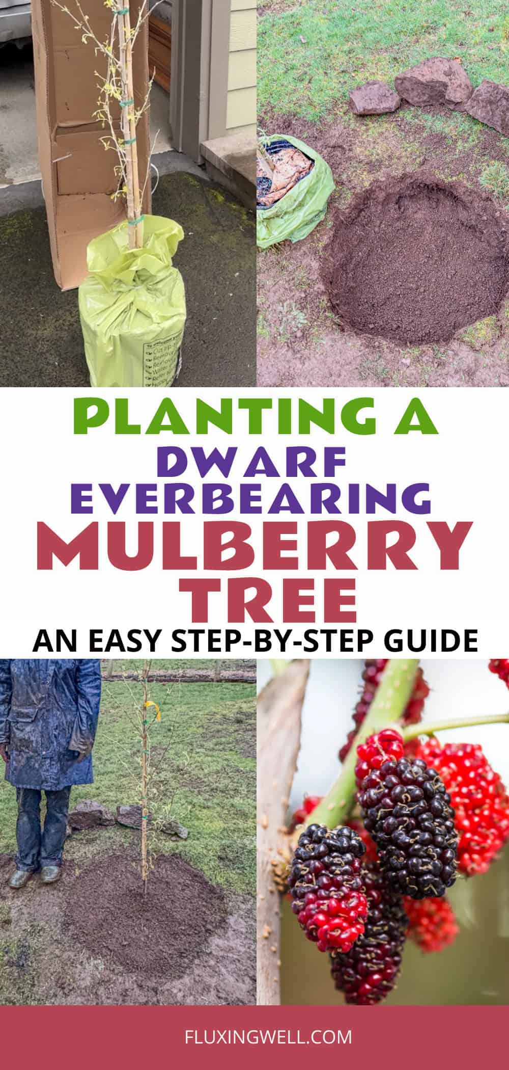 Planting a Dwarf Everbearing Mulberry Tree - Fluxing Well