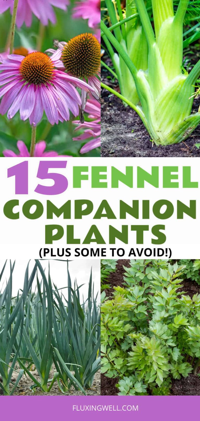 Fennel Companion Plants (and Some to Avoid) - Fluxing Well