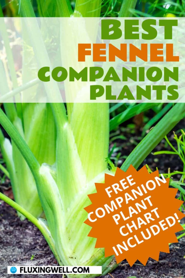 Fennel Companion Plants (and Some to Avoid) - Fluxing Well