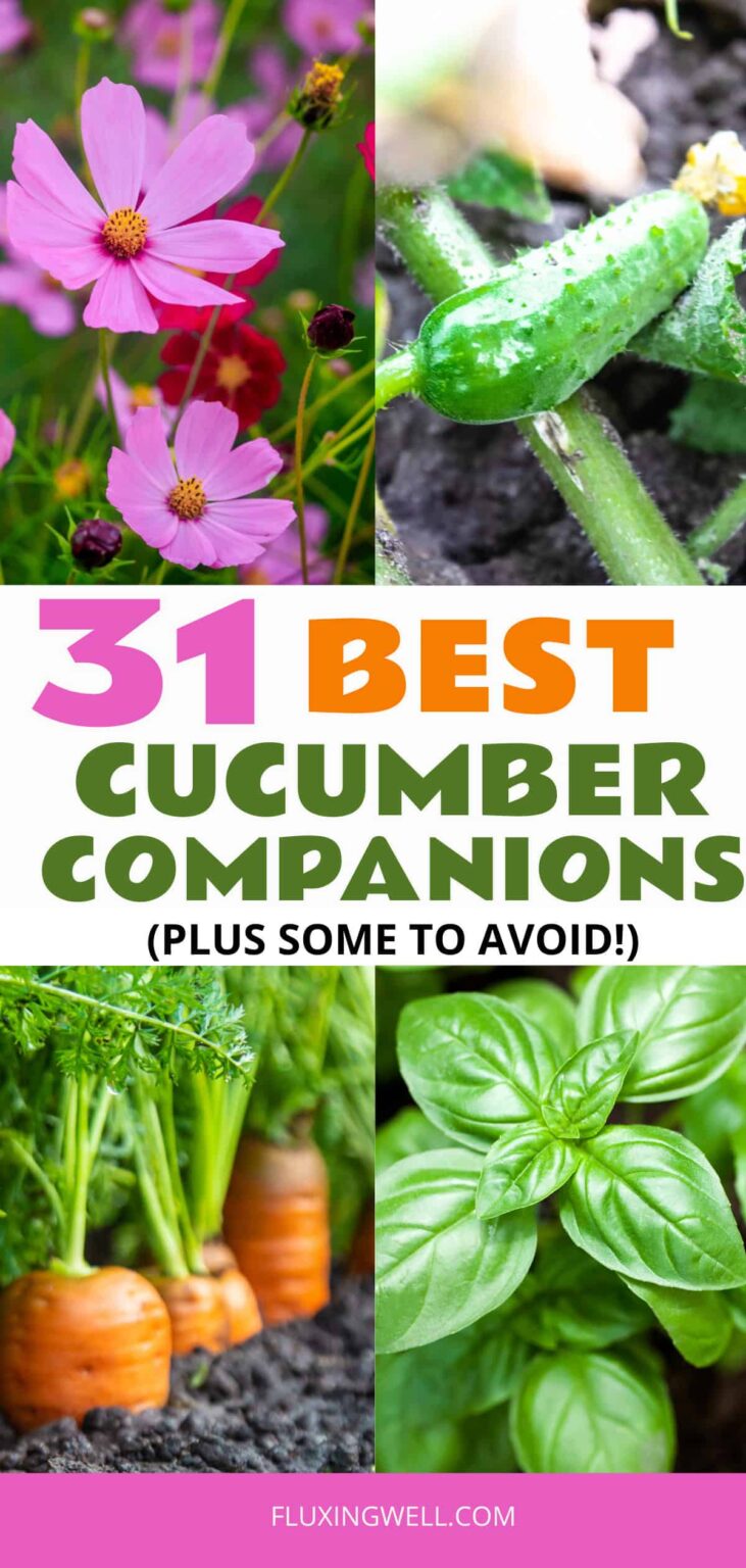 31 Cucumber Companion Plants - Fluxing Well