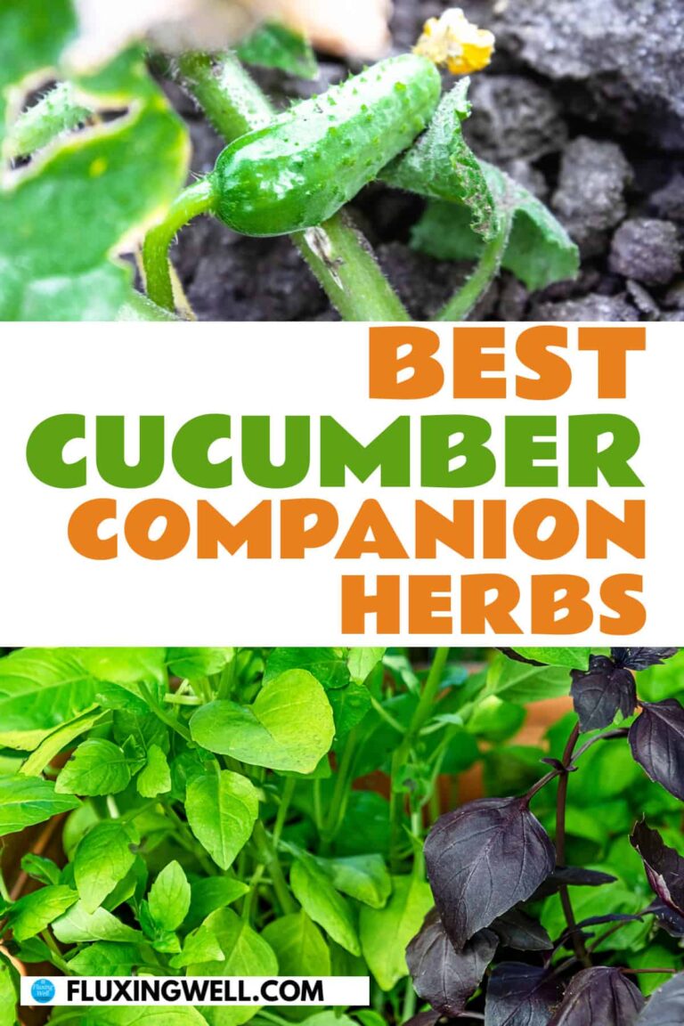 31 Cucumber Companion Plants - Fluxing Well